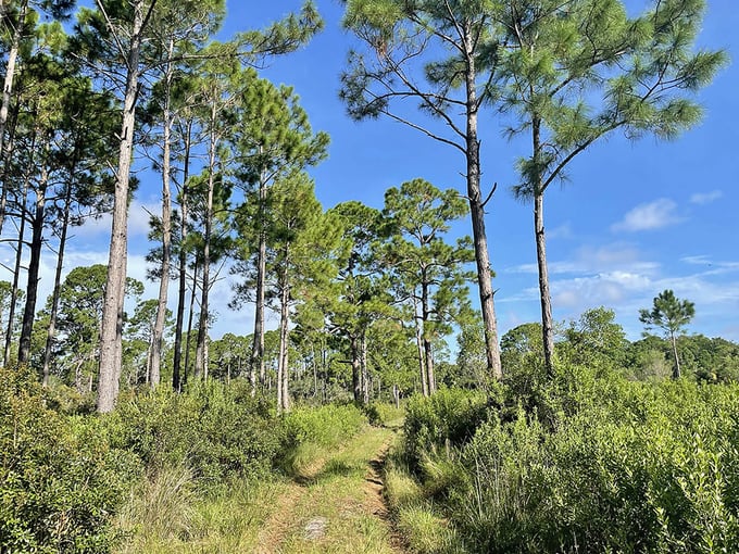 cedar key scrub state reserve 4