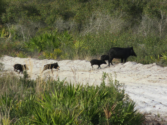 cedar key scrub state reserve 8