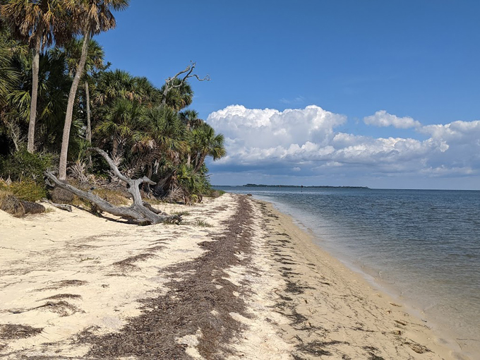cedar keys national wildlife refuge 2