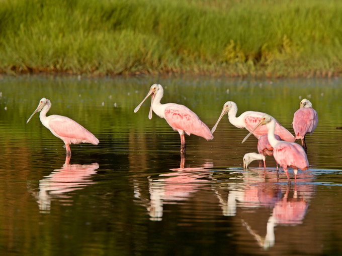 cedar keys national wildlife refuge 4