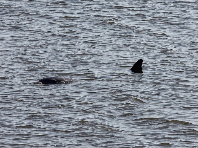 cedar keys national wildlife refuge 6