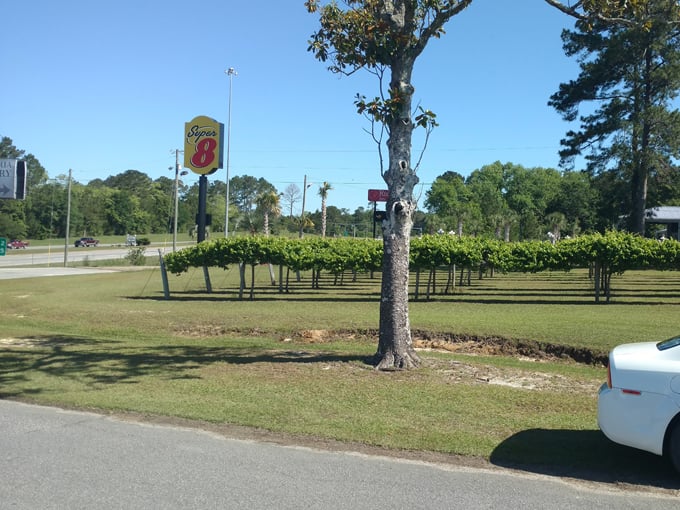 chautauqua vineyards and winery 3