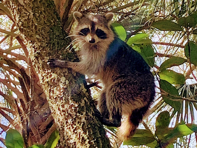 doris leeper spruce creek preserve 9