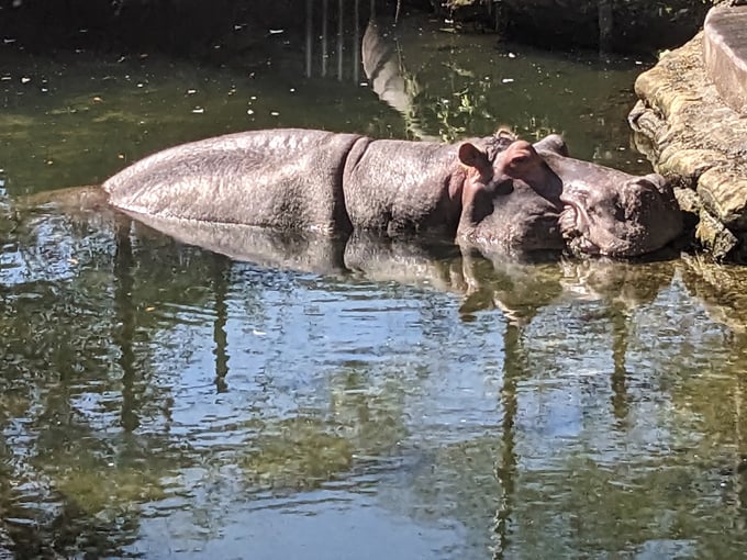 ellie schiller homosassa springs wildlife state park 2