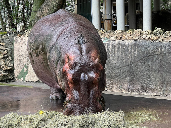 ellie schiller homosassa springs wildlife state park 5