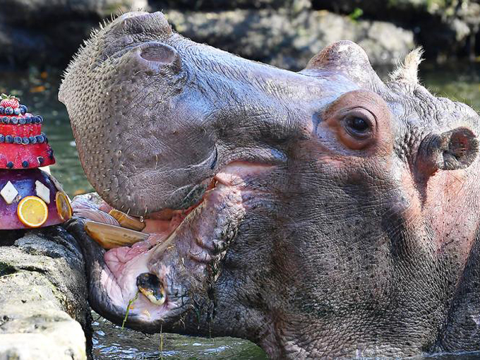 ellie schiller homosassa springs wildlife state park 6