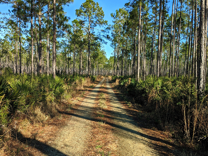etoniah creek state forest 9
