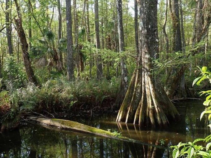 fakahatchee strand preserve state park copeland