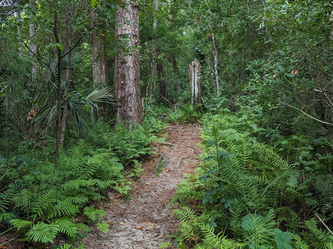 jacksonville arboretum gardens 2