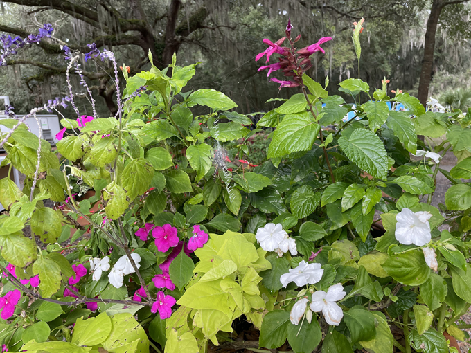 jacksonville arboretum gardens 3
