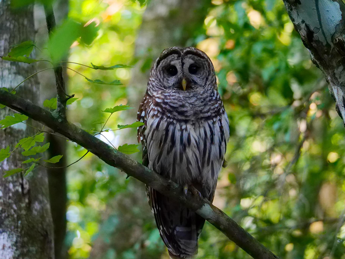 jacksonville arboretum gardens 4