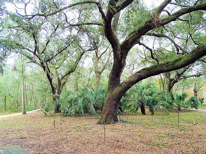 jacksonville arboretum gardens 5