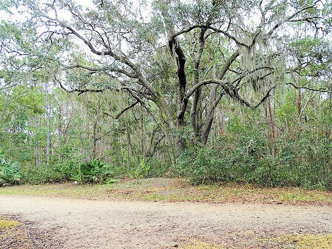 jacksonville arboretum gardens 6
