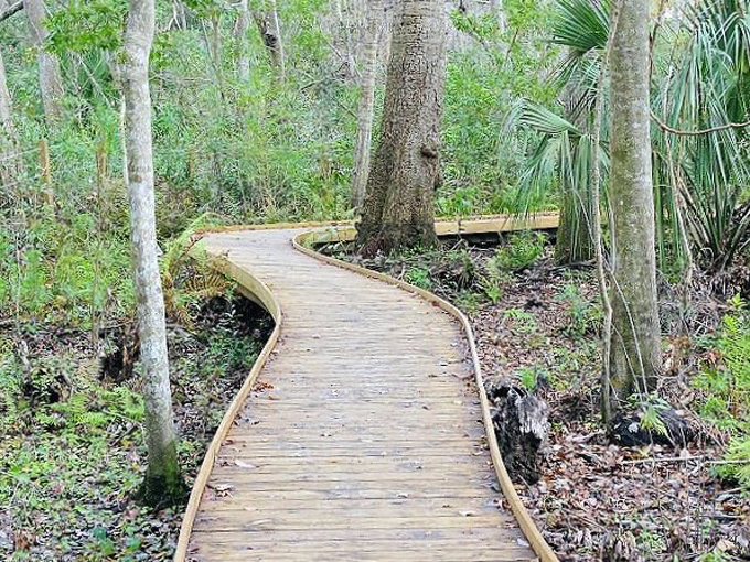 jacksonville arboretum gardens 8