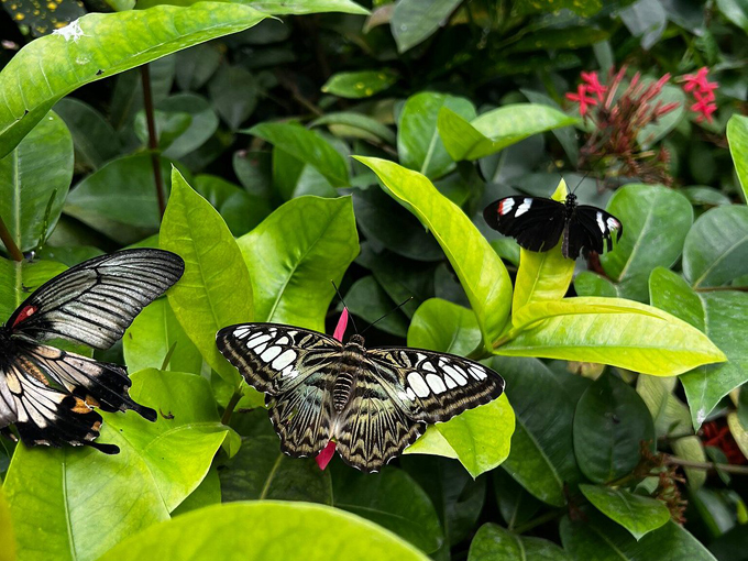key west butterfly and nature conservatory 3