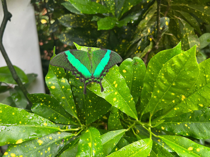 key west butterfly and nature conservatory 8