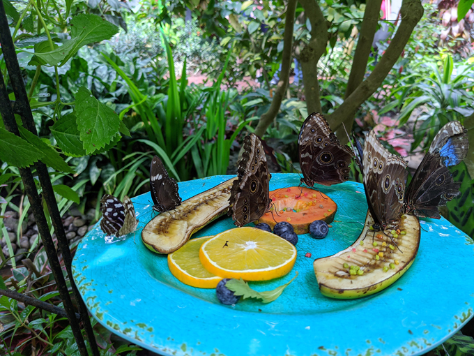 key west butterfly and nature conservatory 6