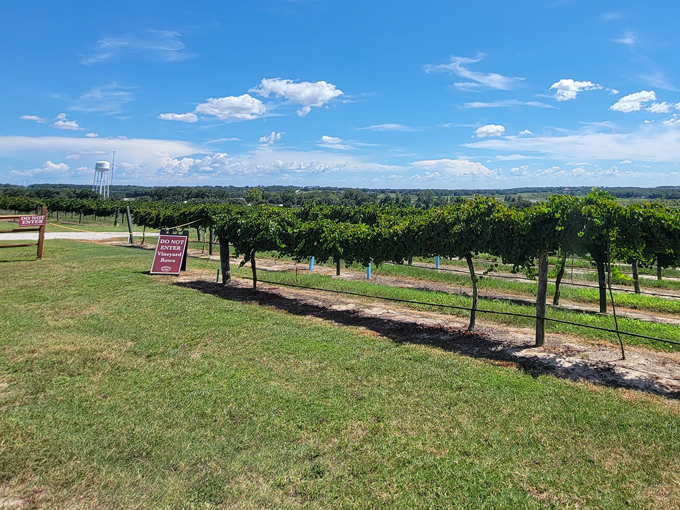lakeridge winery vineyards clermont