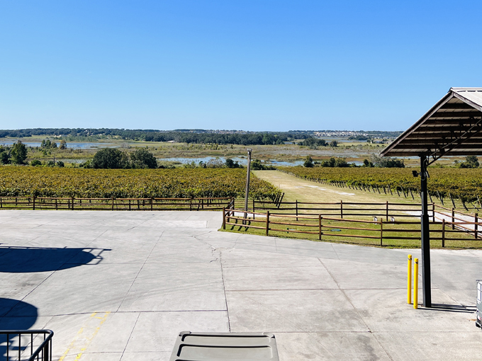 lakeridge winery vineyards