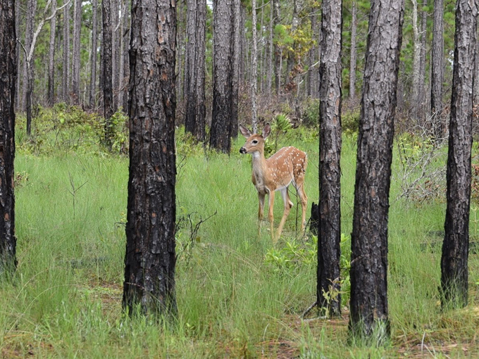 mike roess gold head branch state park 3