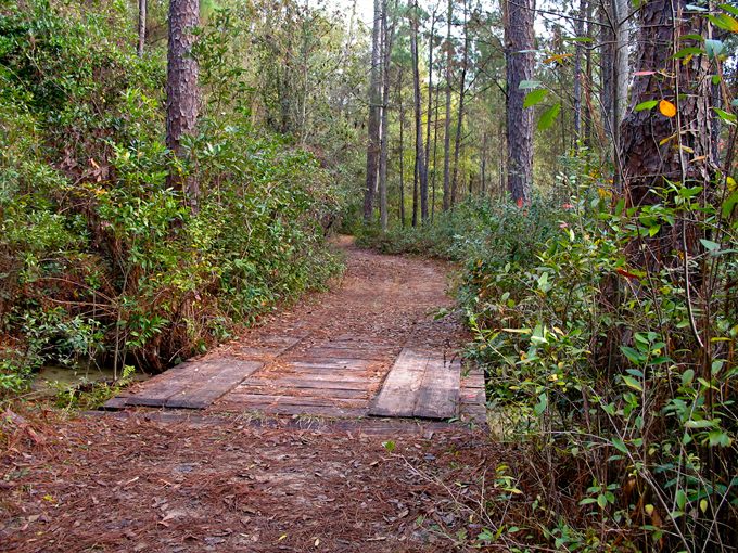 mike roess gold head branch state park 4