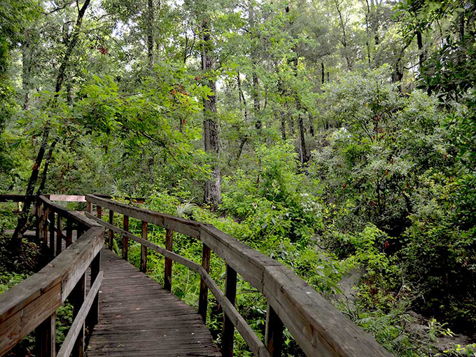 mike roess gold head branch state park 5