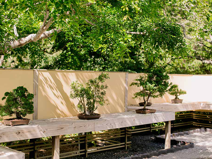 morikami museum japanese gardens 8