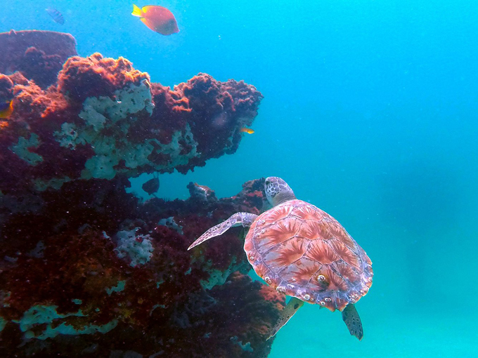 navarre beach marine sanctuary 4