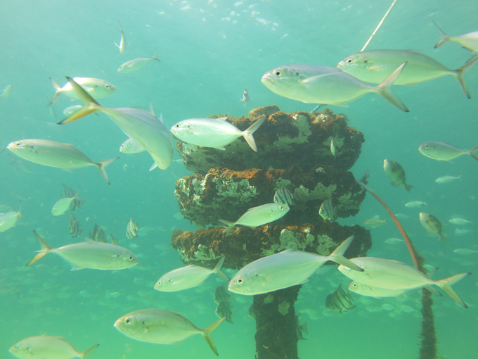 navarre beach marine sanctuary 4
