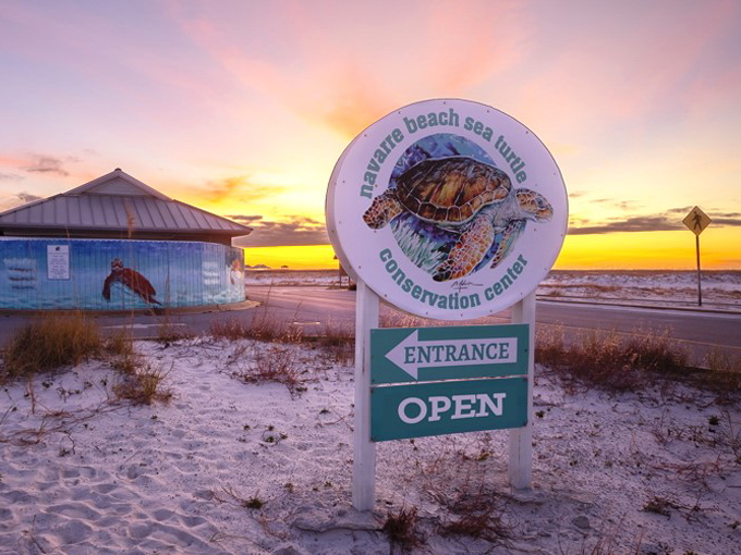 navarre beach sea turtle conservation center 1