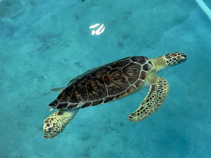 navarre beach sea turtle conservation center 2