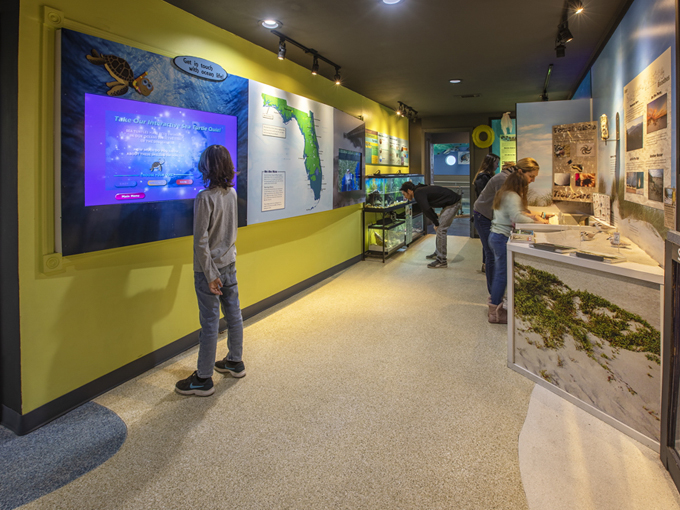 navarre beach sea turtle conservation center 4