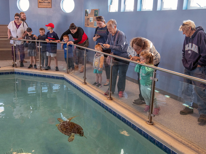 navarre beach sea turtle conservation center 5
