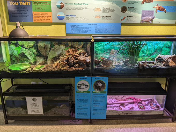 navarre beach sea turtle conservation center 6