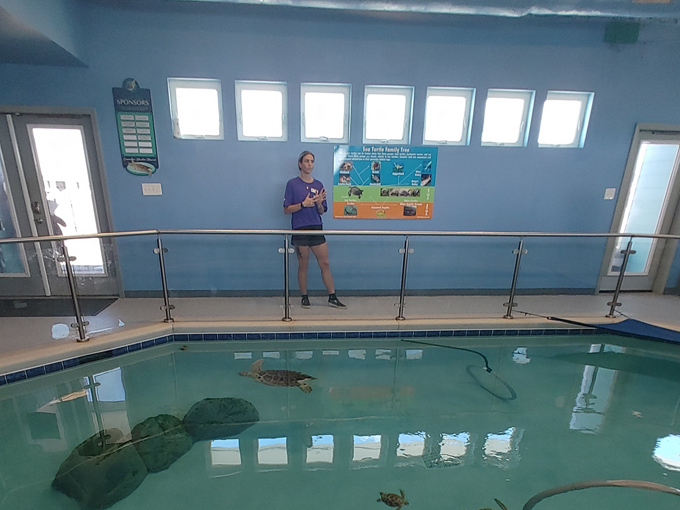 navarre beach sea turtle conservation center 7