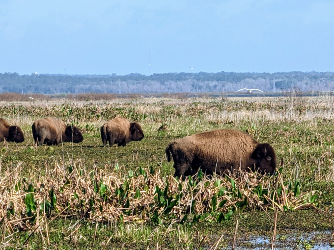 paynes prairie preserve state park 2
