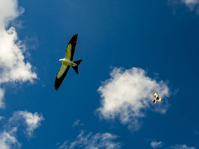 paynes prairie preserve state park 4