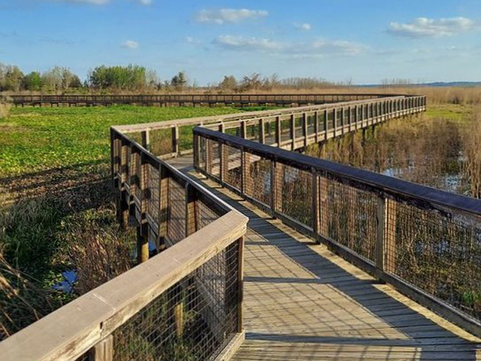 paynes prairie preserve state park 6