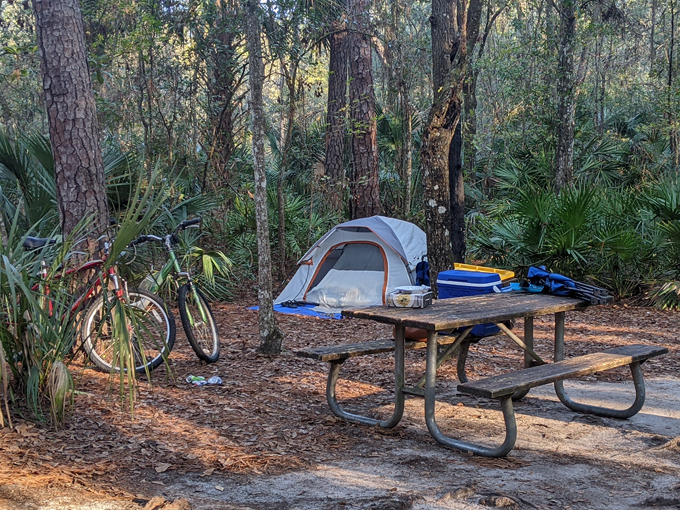 paynes prairie preserve state park 7