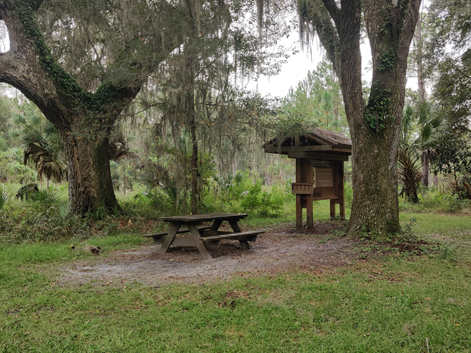 paynes prairie preserve state park 8