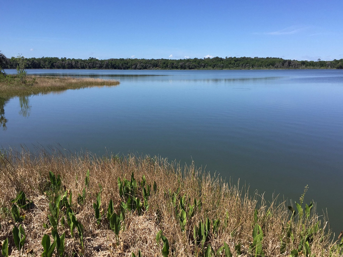 paynes prairie preserve state park 9