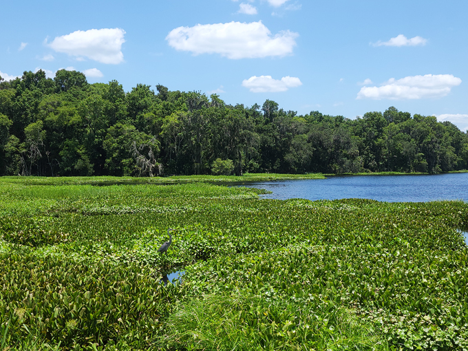 paynes prairie preserve state park micanopy
