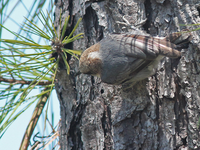 savage christmas creek preserve 6