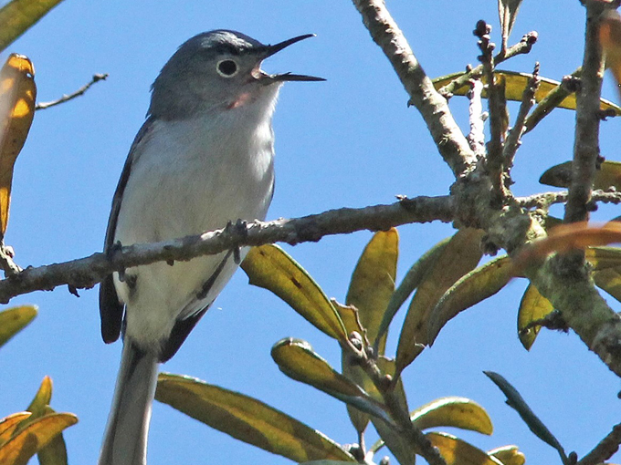 savage christmas creek preserve 7