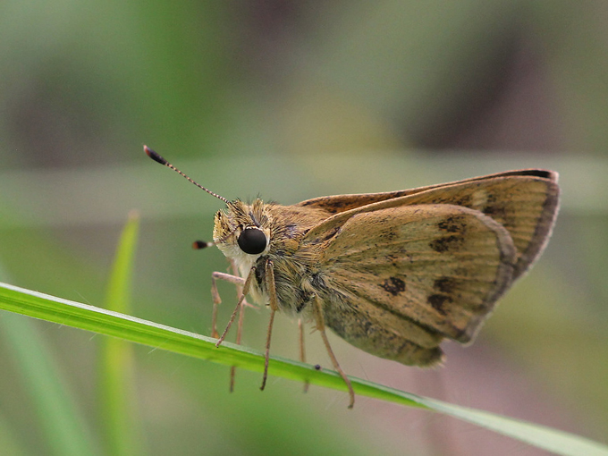 savage christmas creek preserve 8