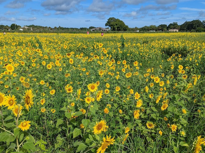 sledds u pick farm 2