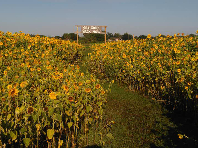 sledds u pick farm 6