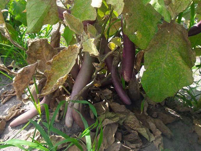 sledds u pick farm 8