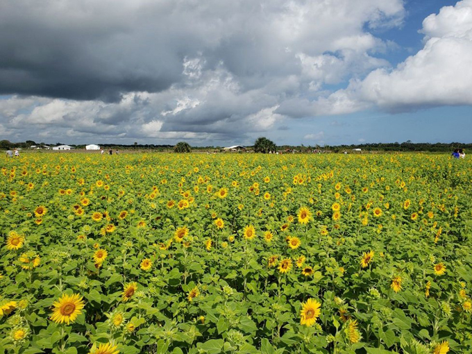 sledds u pick farm 9