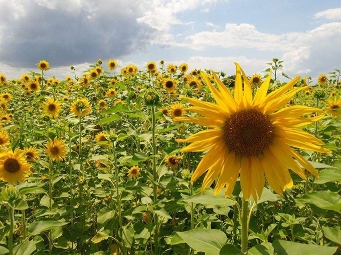 sledds u pick farm 4